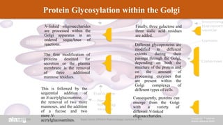 Golgi Apparatus, Structure, Function and Models of transport | PPTX