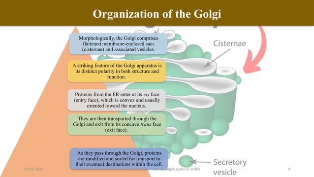 Golgi Apparatus, Structure, Function and Models of transport | PPTX