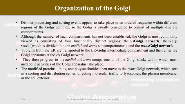Golgi Apparatus, Structure, Function and Models of transport | PPTX