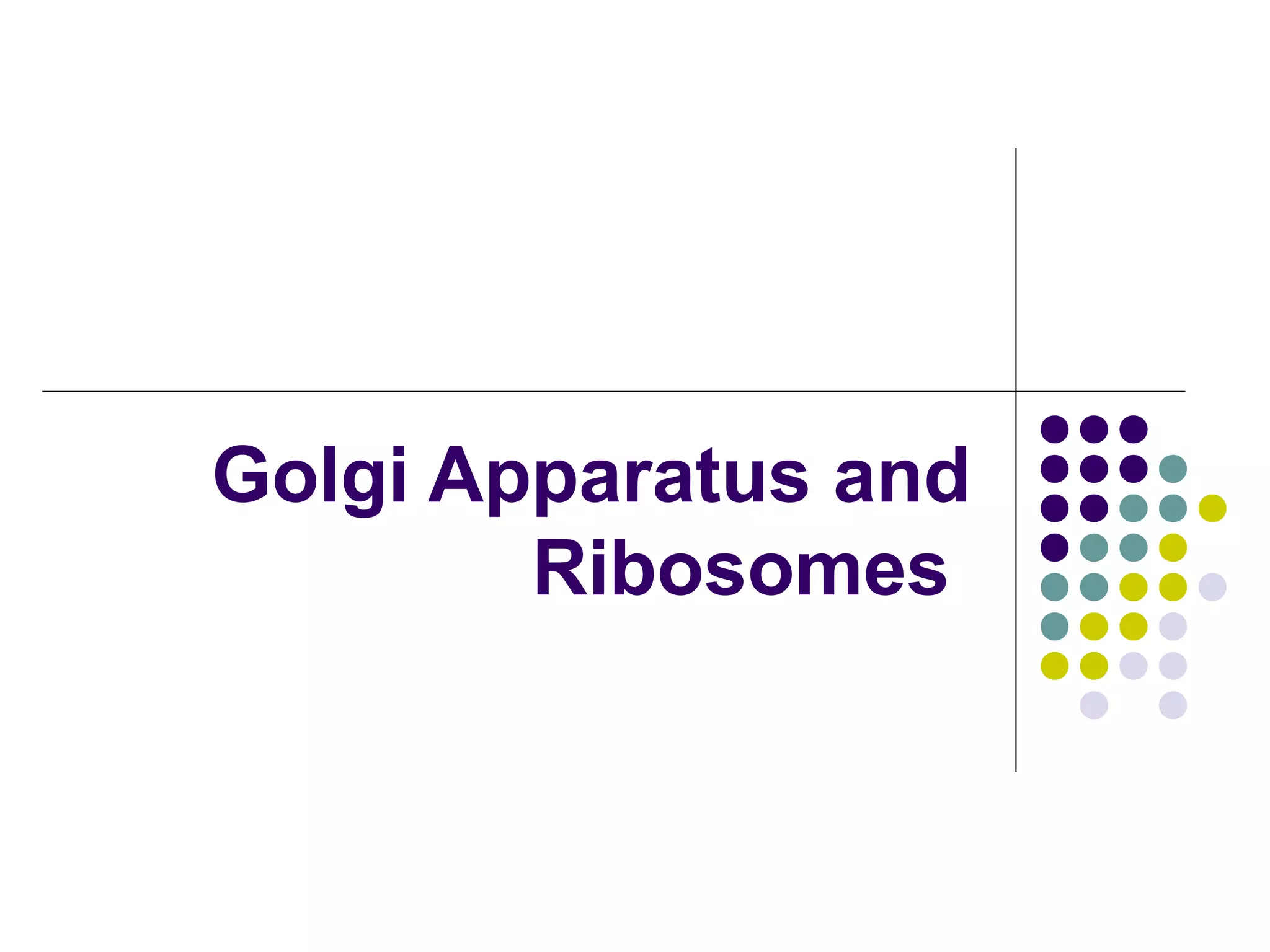 Golgi apparatus and ribosome | PPT | Brain and Nervous System Disorders ...