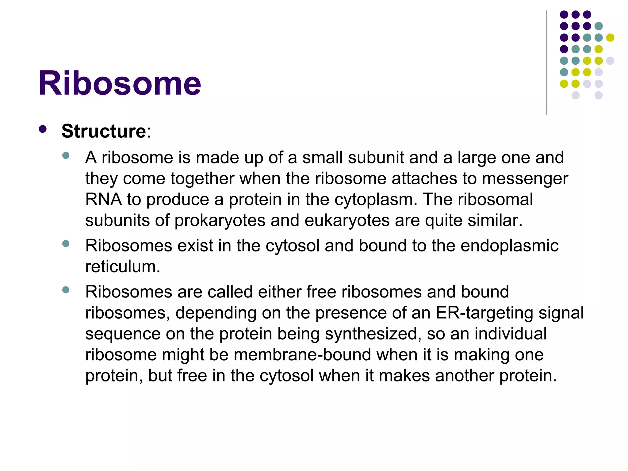 Golgi apparatus and ribosome | PPT | Brain and Nervous System Disorders | Diseases and Conditions