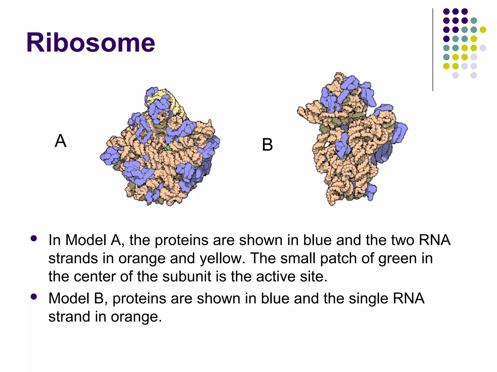Golgi apparatus and ribosome | PPT | Brain and Nervous System Disorders ...