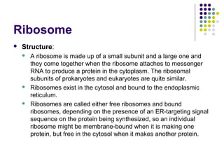 Golgi apparatus and ribosome | PPT | Brain and Nervous System Disorders ...