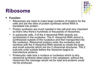 Golgi apparatus and ribosome | PPT | Brain and Nervous System Disorders ...
