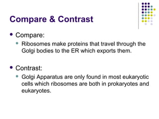Golgi apparatus and ribosome | PPT