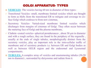 Golgi Apparatus & Lysosomes – Organization, Protein glycosylation ...
