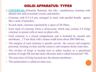 Golgi Apparatus & Lysosomes – Organization, Protein glycosylation ...
