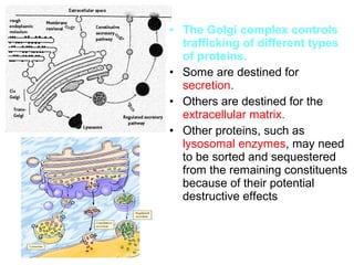 Golgi apparatus ppt | PPT