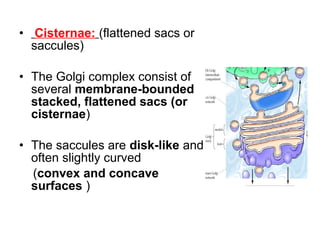 Golgi apparatus ppt | PPT
