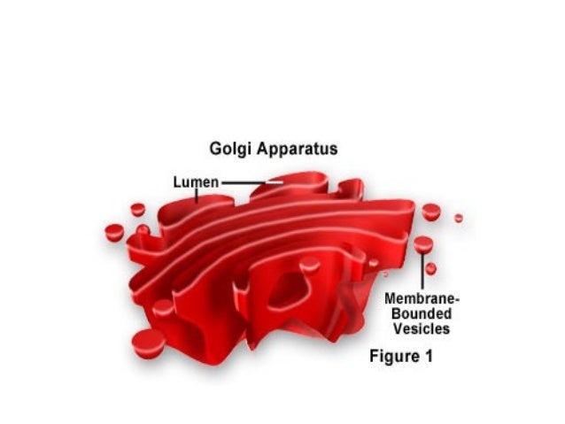 Golgi