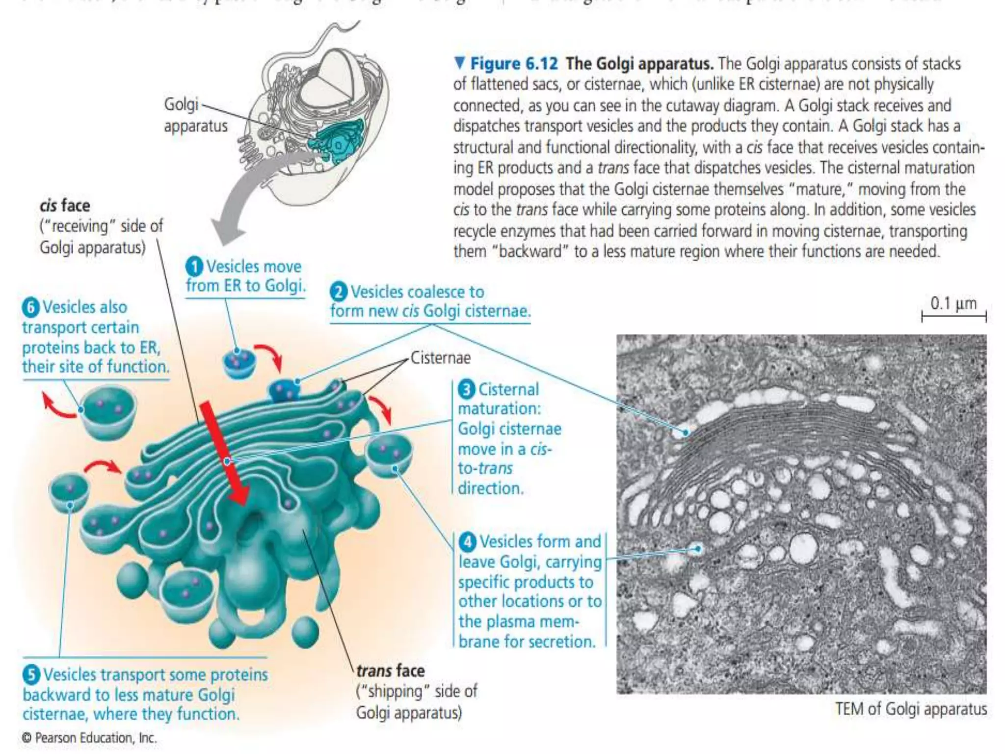 Golgi bodies | PPTX