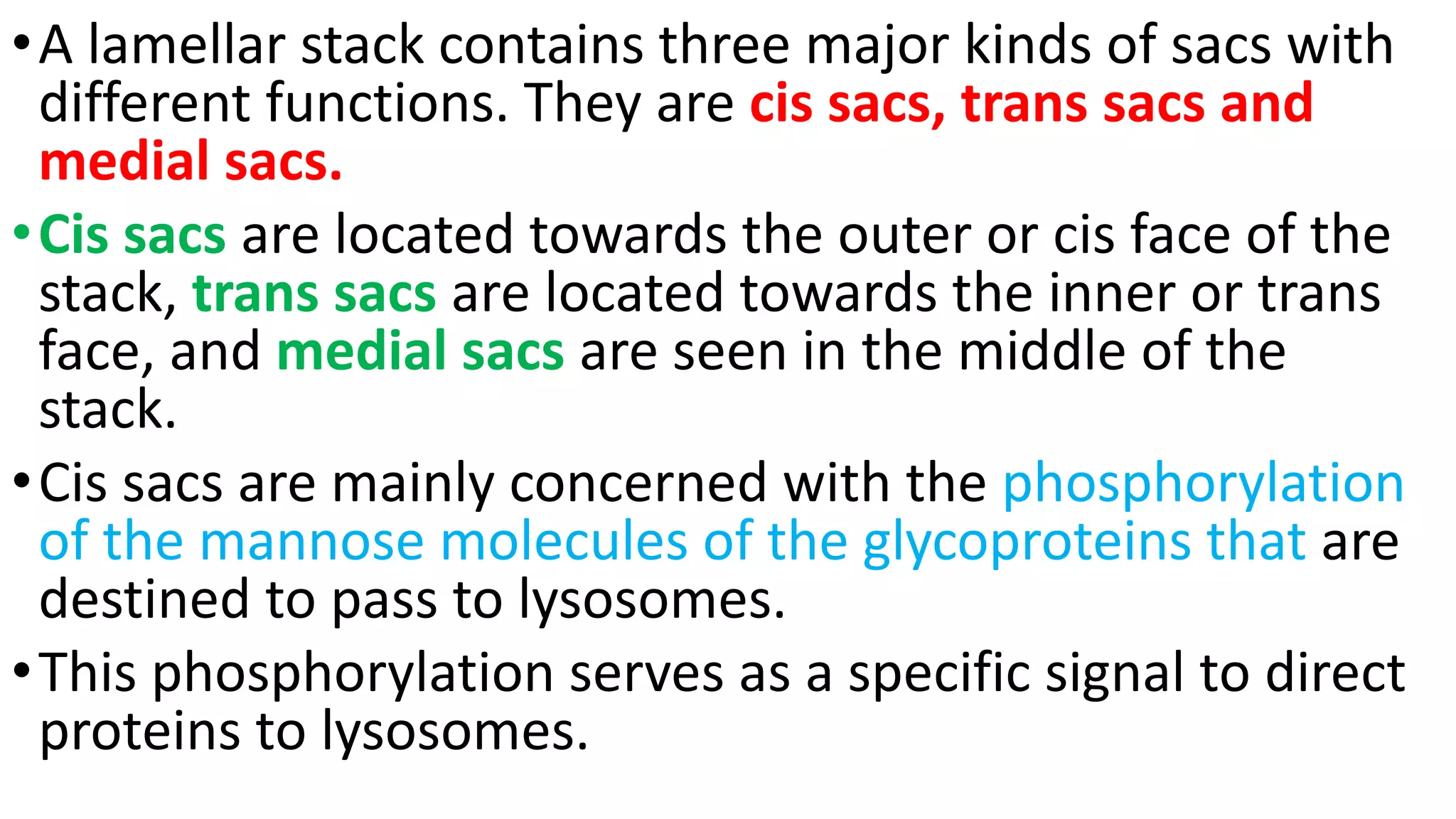 golgi bodies.pptx