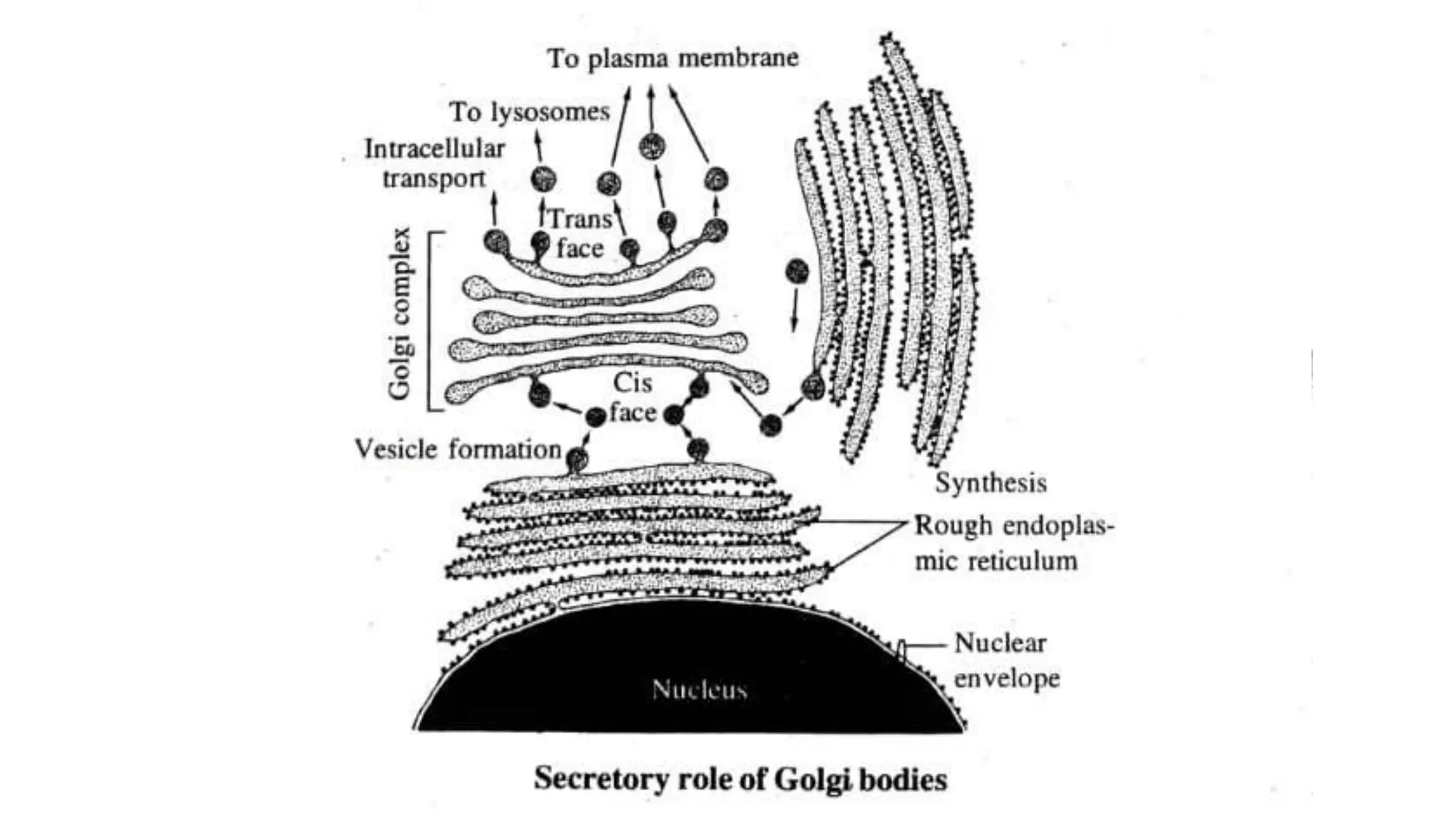 golgi bodies.pptx