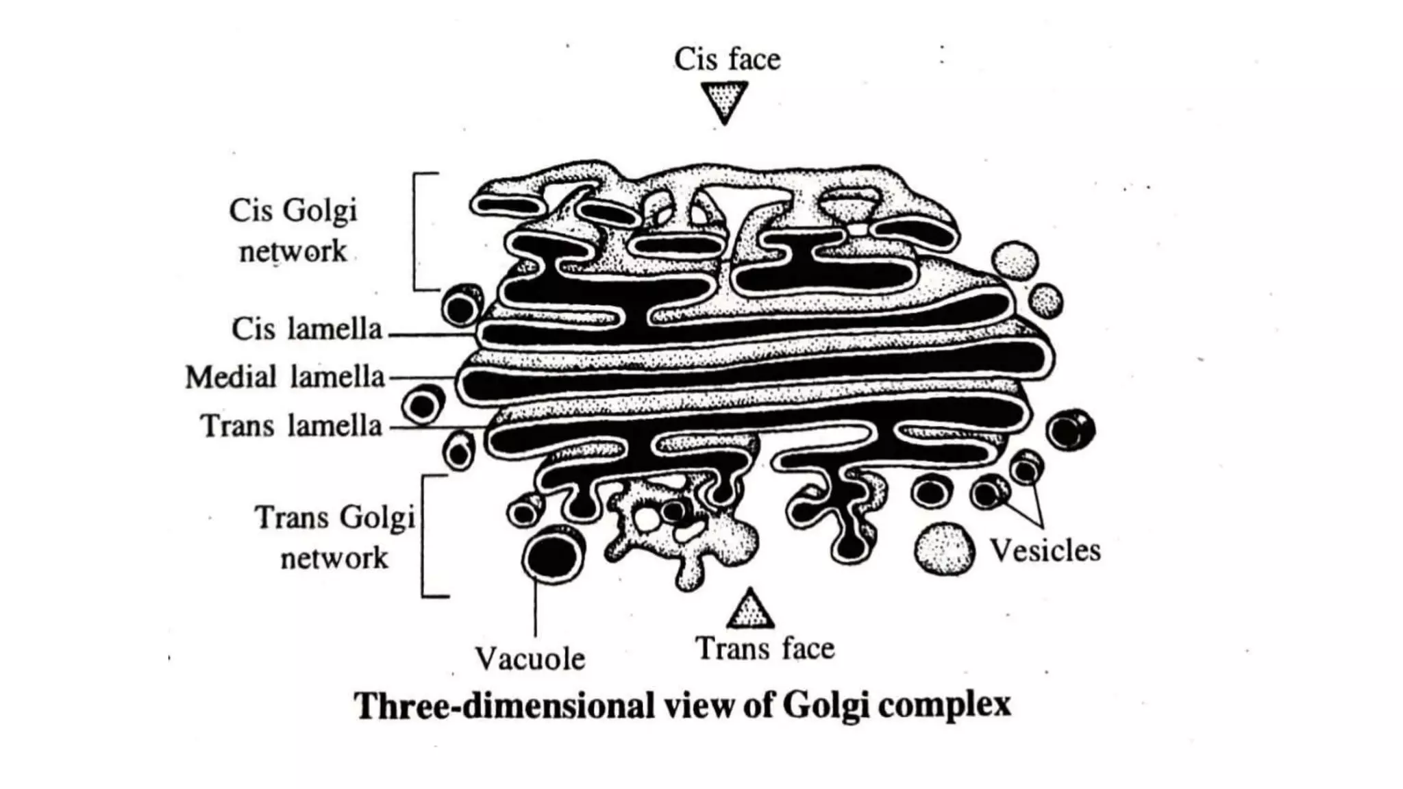 golgi bodies.pptx