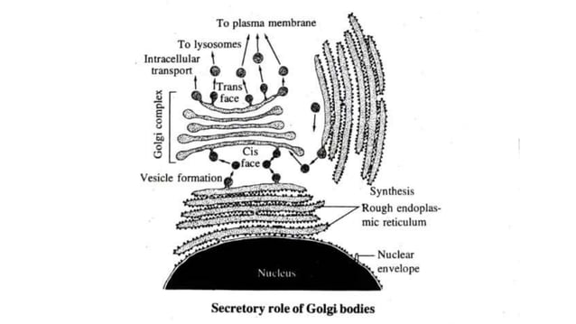 golgi bodies.pptx