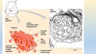 Golgi body | PPTX