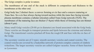 Golgi body | PPT