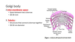 Golgi Body.pdf