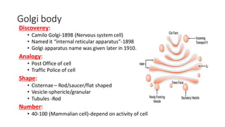 Golgi Body.pdf