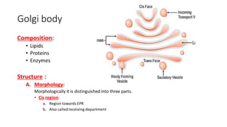 Golgi Body.pdf