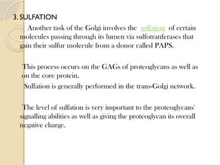 Golgi body for university Biochemistry.pptx