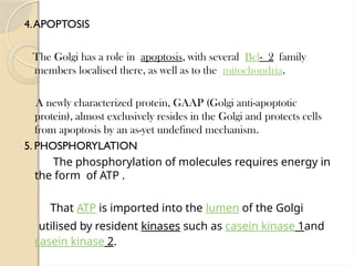 Golgi body for university Biochemistry.pptx