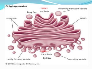 Golgi complex | PDF