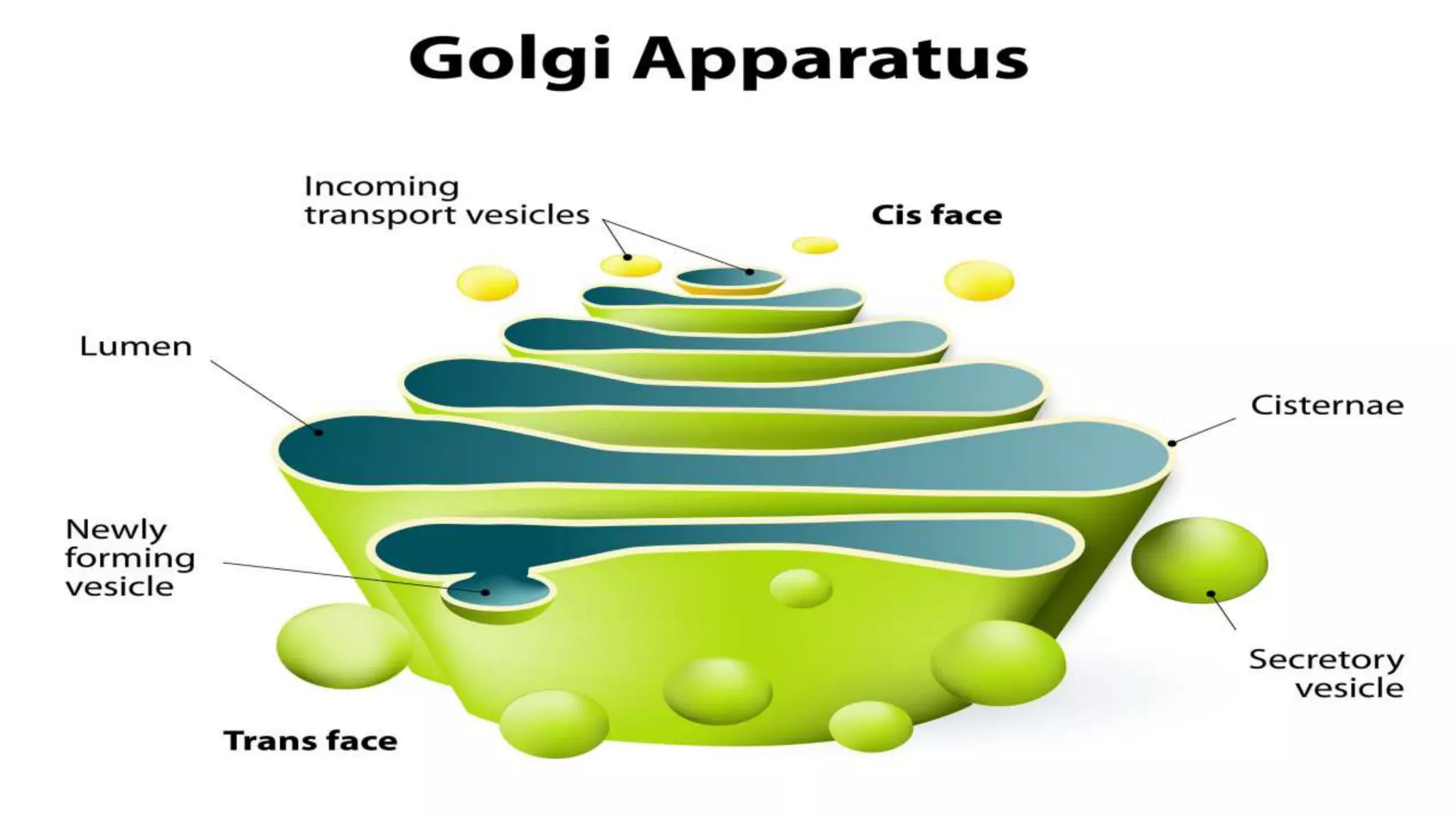 Golgi complex | PPT
