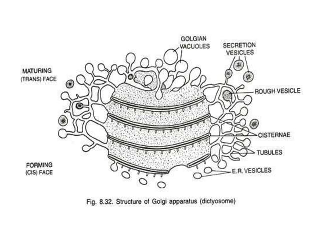 Golgi complex | PPTX | Biological Sciences | Science
