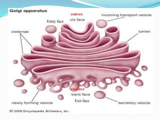 Golgi complex | PPTX