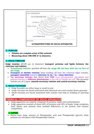 Golgi complex - Basics | PDF