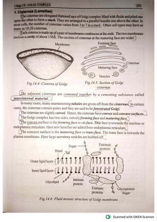 Golgi complex a organ of cell and cell cycle | PDF