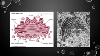 Golgi complex.pptx