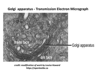 GOLGI APPARATUS, LYSOSOMES AND VACUOLES SMG | PPTX
