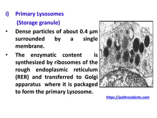 GOLGI APPARATUS, LYSOSOMES AND VACUOLES SMG | PPT
