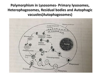GOLGI APPARATUS, LYSOSOMES AND VACUOLES SMG | PPT