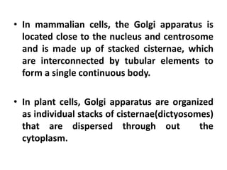 GOLGI APPARATUS, LYSOSOMES AND VACUOLES SMG | PPTX