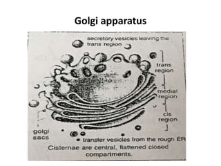 GOLGI APPARATUS, LYSOSOMES AND VACUOLES SMG | PPT