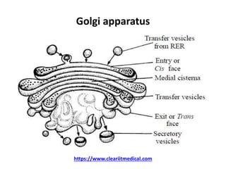GOLGI APPARATUS, LYSOSOMES AND VACUOLES SMG | PPTX