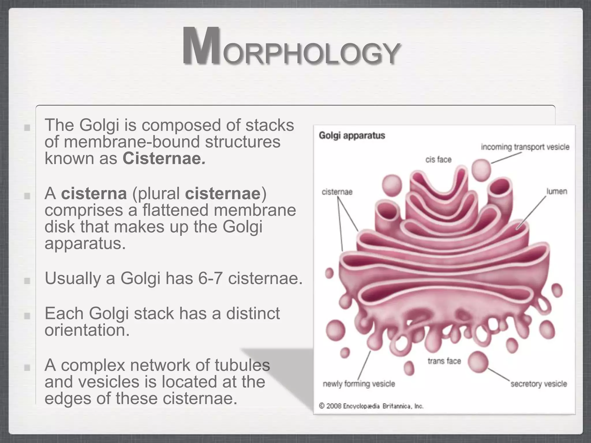 Golgi complex or golgi bodies | PPTX