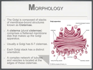 Golgi complex or golgi bodies | PPTX
