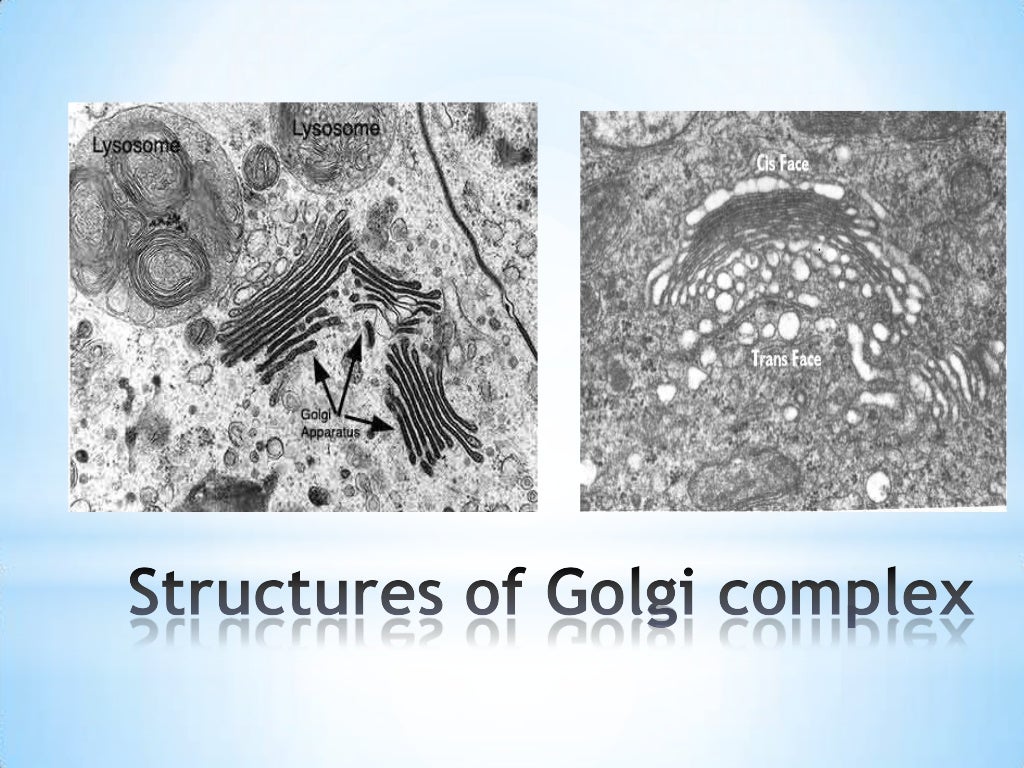 Golgi Apparatus Structure Functions And Diagram