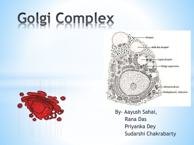 Golgi complex structure and function | PPTX