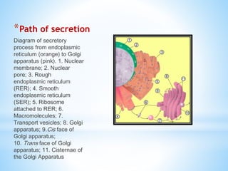 Golgi complex structure and function | PPTX