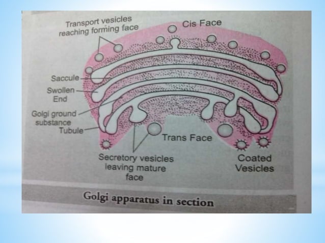 Golgi complex structure and function | PPTX