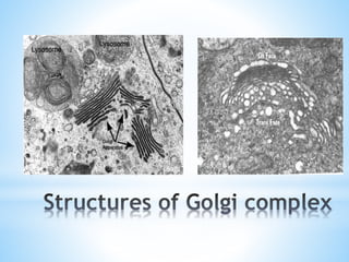 Golgi complex structure and function | PPTX