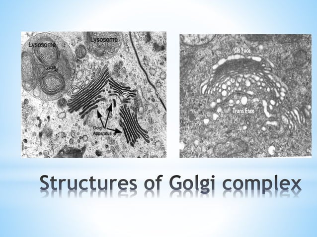 Golgi complex structure and function | PPTX