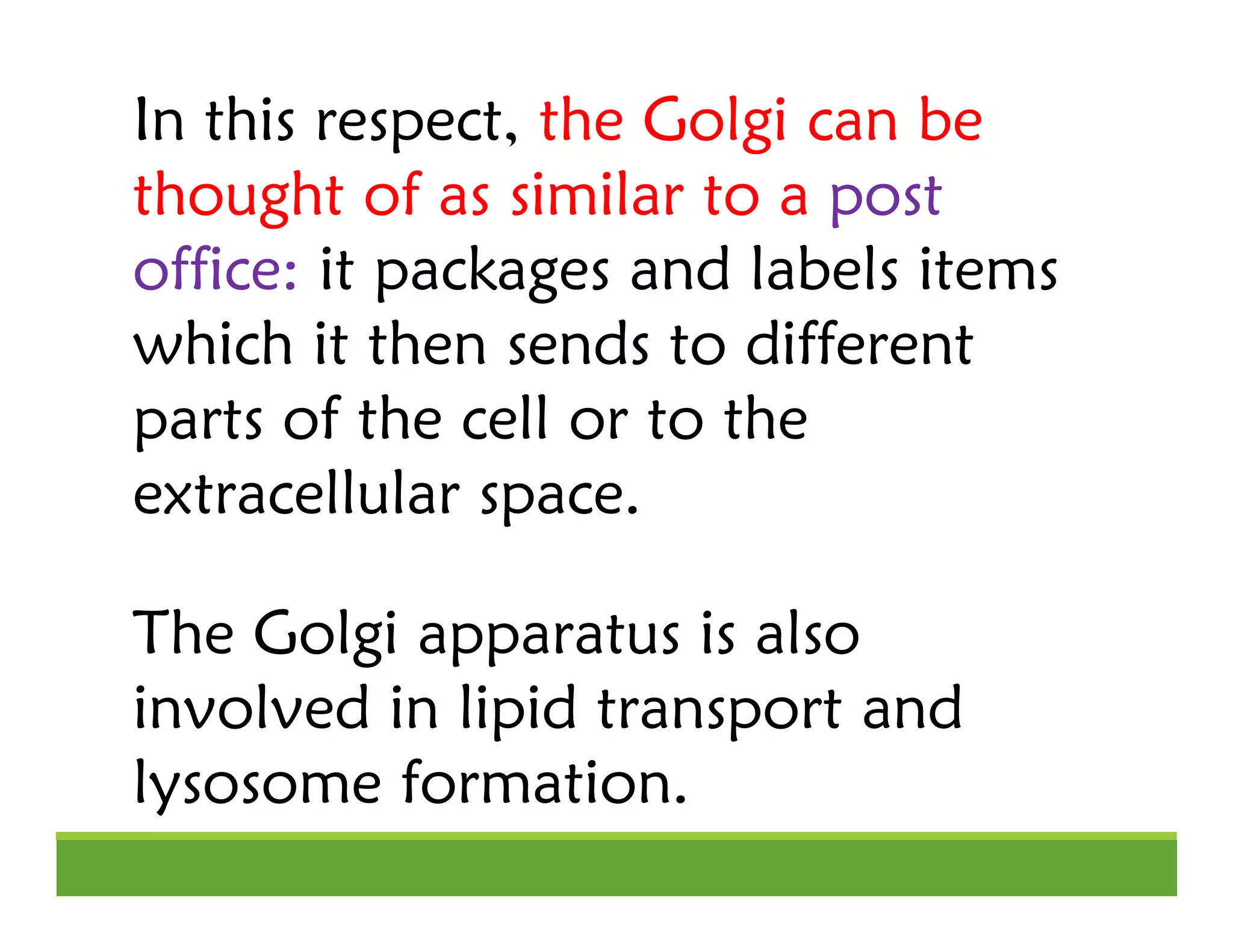 Golgi apparatus.pdf