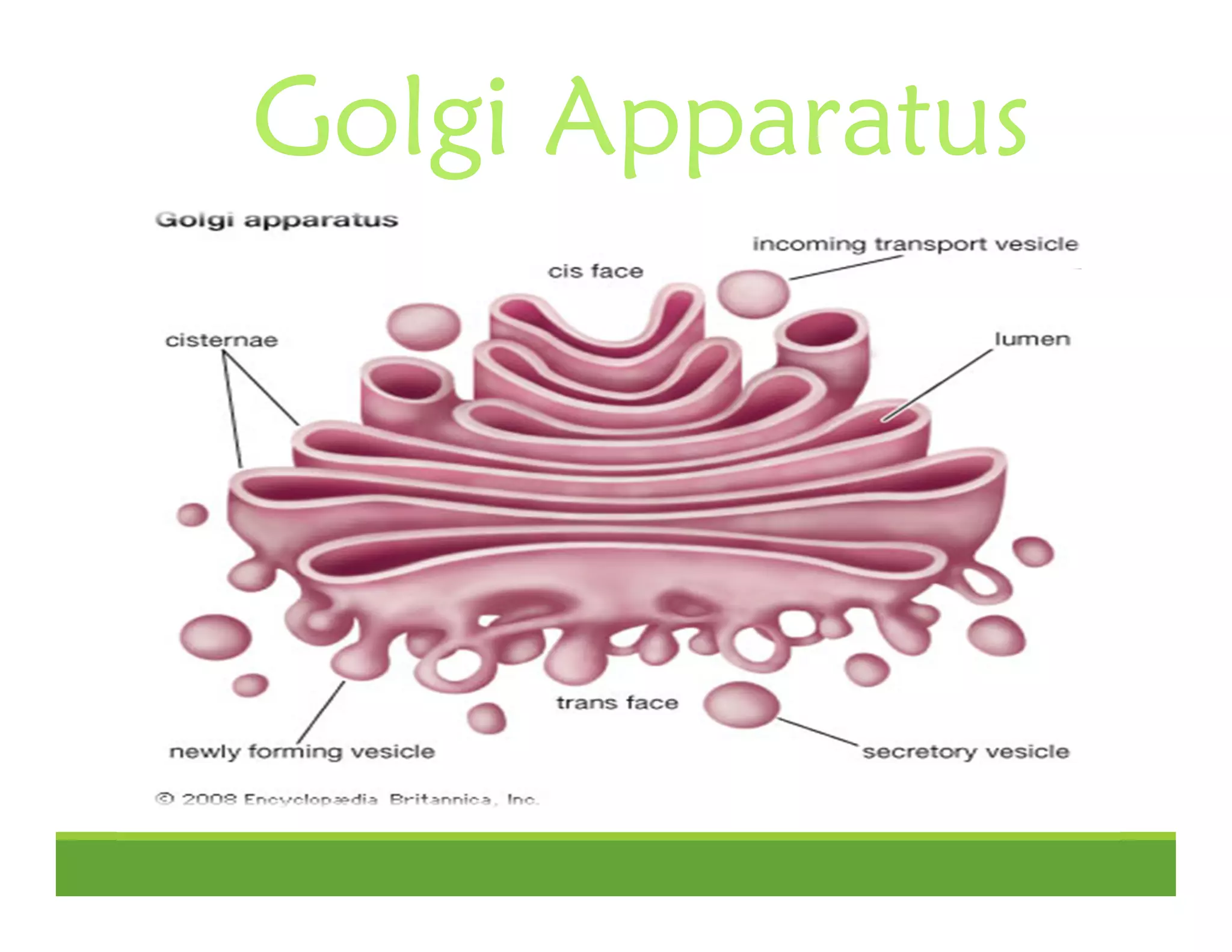 Golgi apparatus.pdf