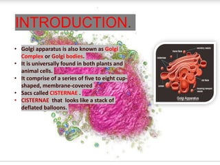 Golgi ppt by g 4 | PPTX